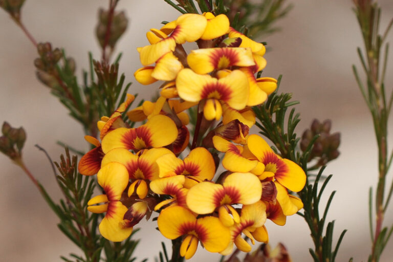 Dillwynia sericea – Showy Parrot-pea - Westgate Biodiversity: Bili ...