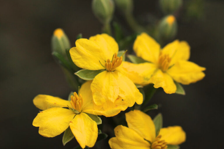 Hibbertia sericea var. sericea – Silky Guinea-flower - Westgate ...