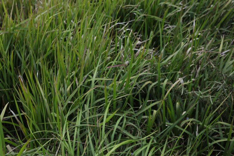Imperata cylindrica – Blady Grass - Westgate Biodiversity: Bili Nursery ...