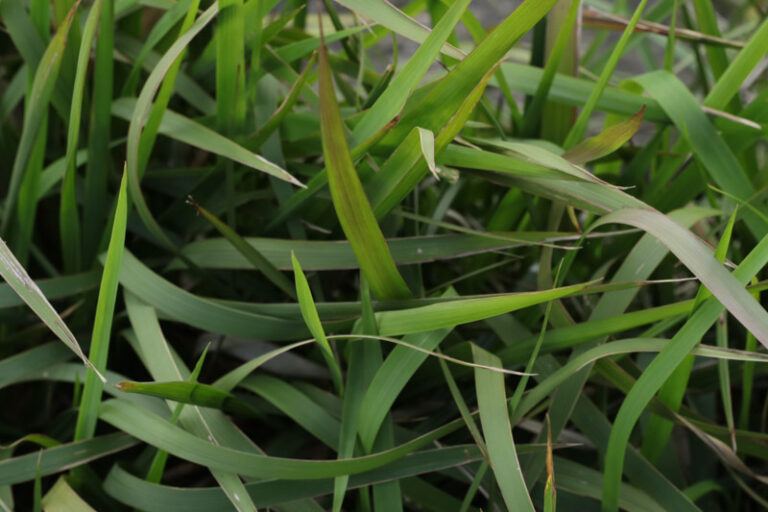 Imperata cylindrica – Blady Grass - Westgate Biodiversity: Bili Nursery ...