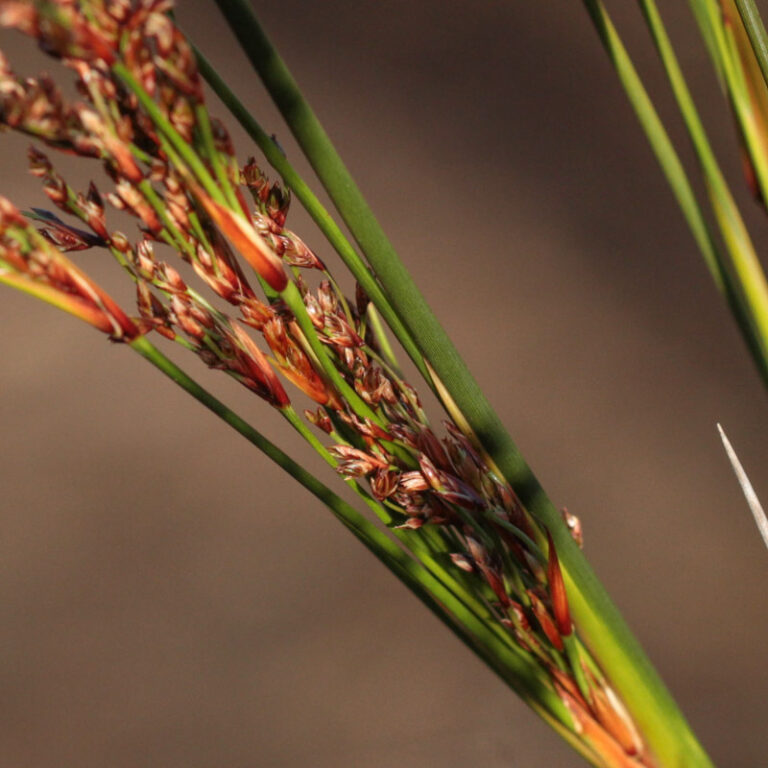 Juncus krausii ssp. australiensis – Sea Rush - Westgate Biodiversity ...