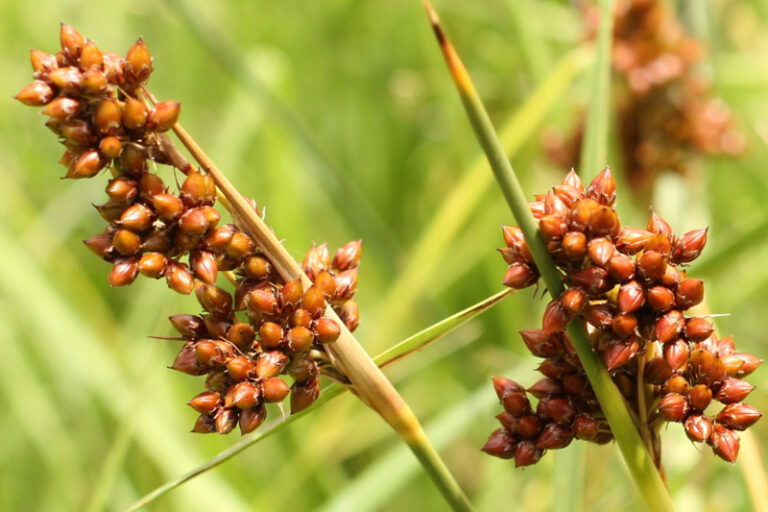 Juncus pallidus – Pale Rush - Westgate Biodiversity: Bili Nursery ...