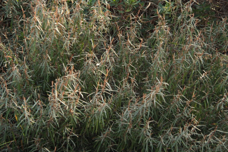 Lasiopetalum baueri – Slender Velvet Bush - Westgate Biodiversity: Bili ...