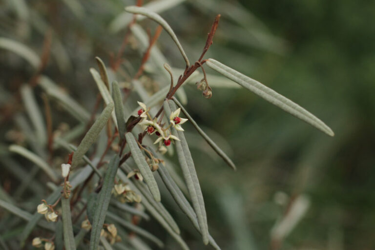 Lasiopetalum baueri – Slender Velvet Bush - Westgate Biodiversity: Bili ...