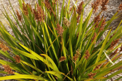 Lepidosperma gladiatum – Coast Sword-sedge - Westgate Biodiversity ...