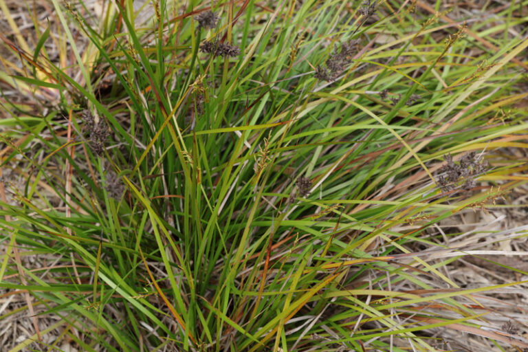 Lepidosperma laterale – Variable Sword-sedge - Westgate Biodiversity ...