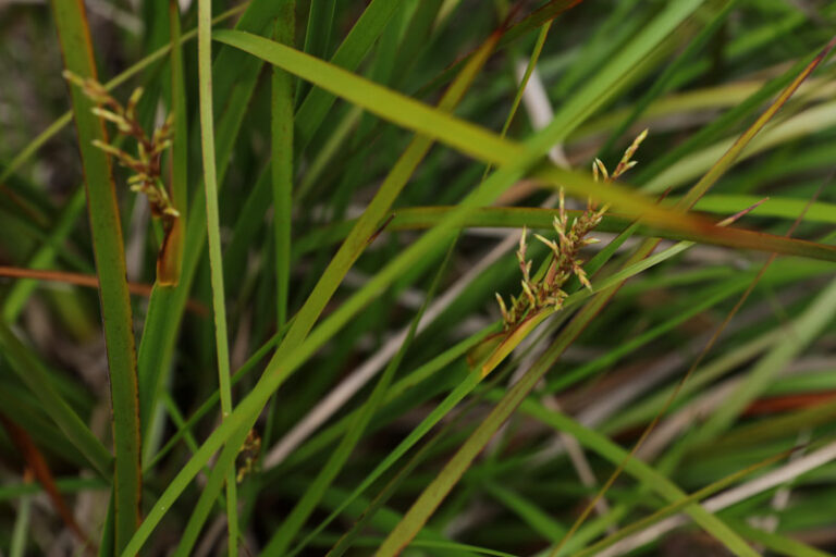 Lepidosperma laterale – Variable Sword-sedge - Westgate Biodiversity ...