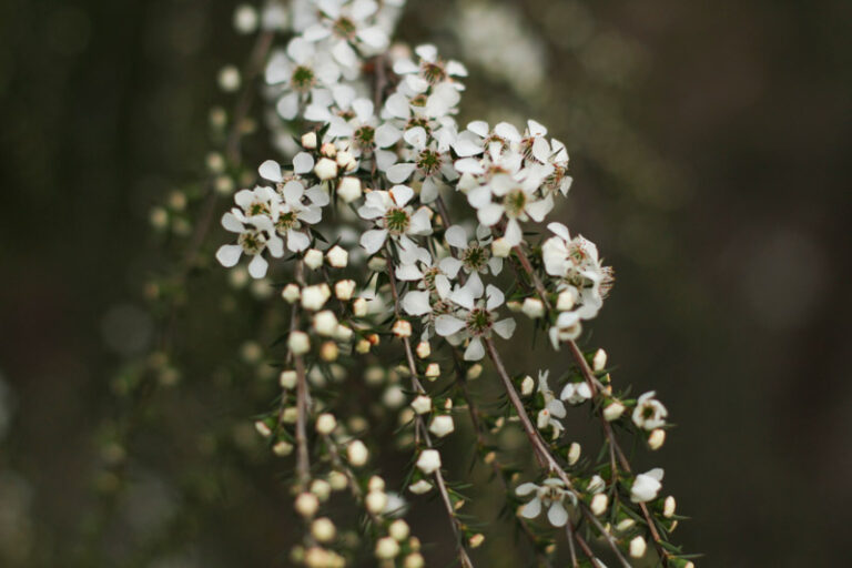 Leptospermum continentale – Prickly Tea Tree - Westgate Biodiversity ...