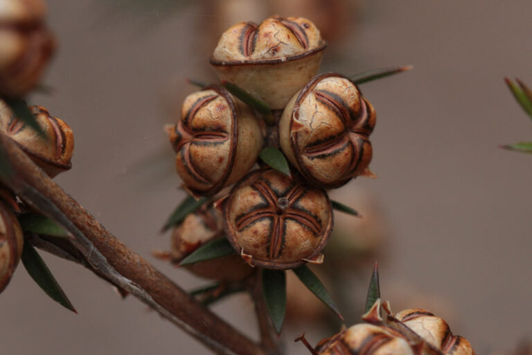 Leptospermum continentale – Prickly Tea Tree - Westgate Biodiversity ...