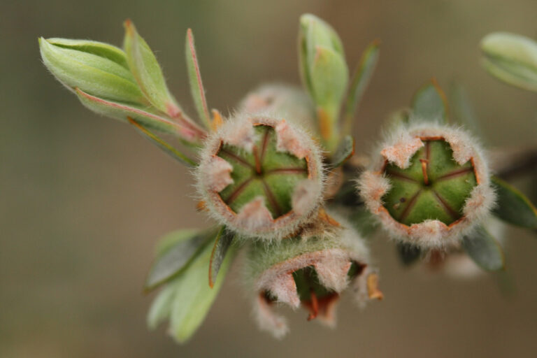 Leptospermum lanigerum – Woolly Tea-tree - Westgate Biodiversity: Bili ...