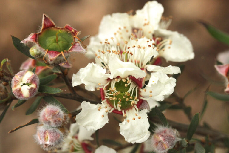 Leptospermum lanigerum – Woolly Tea-tree - Westgate Biodiversity: Bili ...