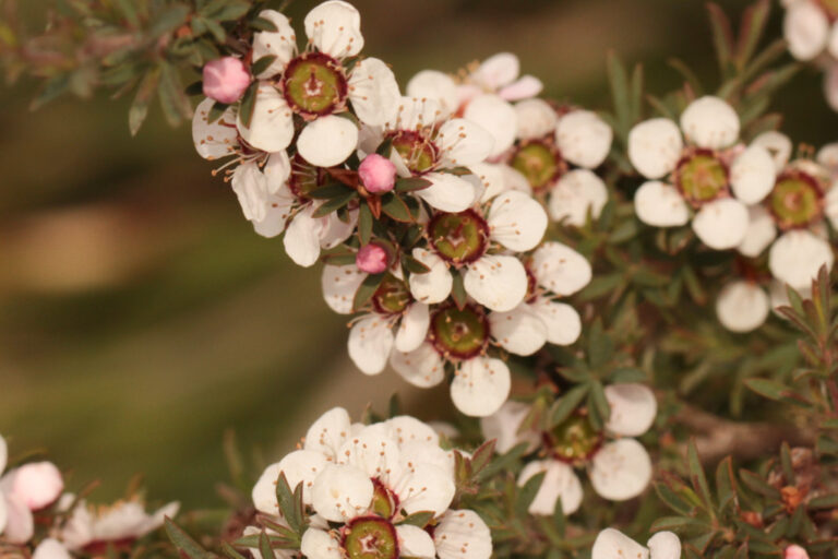 Leptospermum myrsinoides – Heath or Silky Tea-tree - Westgate ...