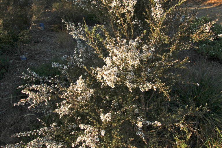 Leptospermum myrsinoides – Heath or Silky Tea-tree - Westgate ...