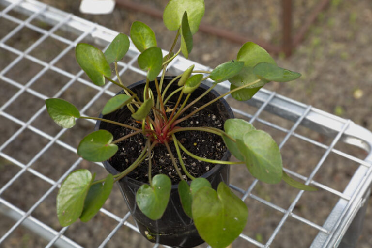 Liparophyllum exaltatum – Erect Marsh-flower - Westgate Biodiversity ...