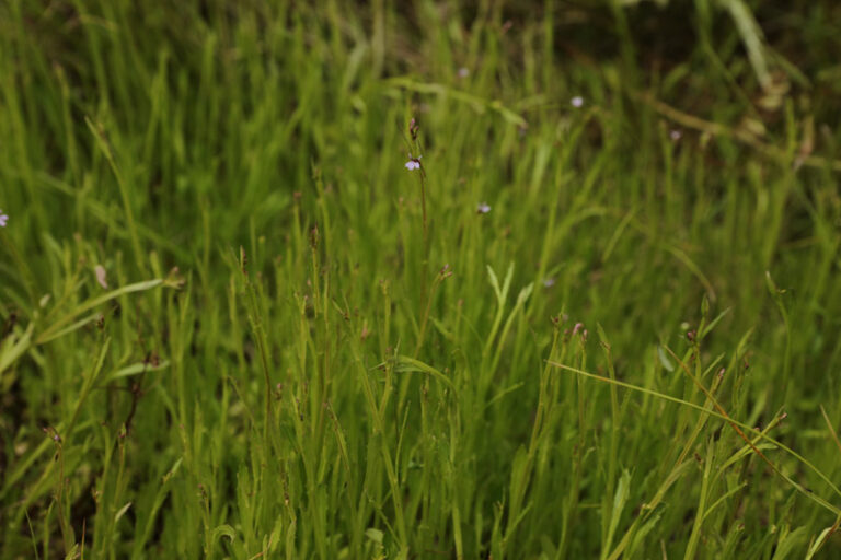 Lobelia anceps – Angled Lobelia - Westgate Biodiversity: Bili Nursery ...