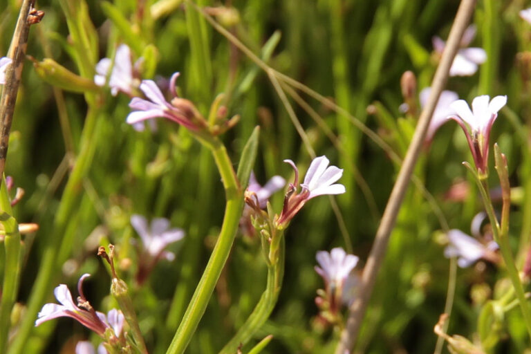Lobelia anceps – Angled Lobelia - Westgate Biodiversity: Bili Nursery ...
