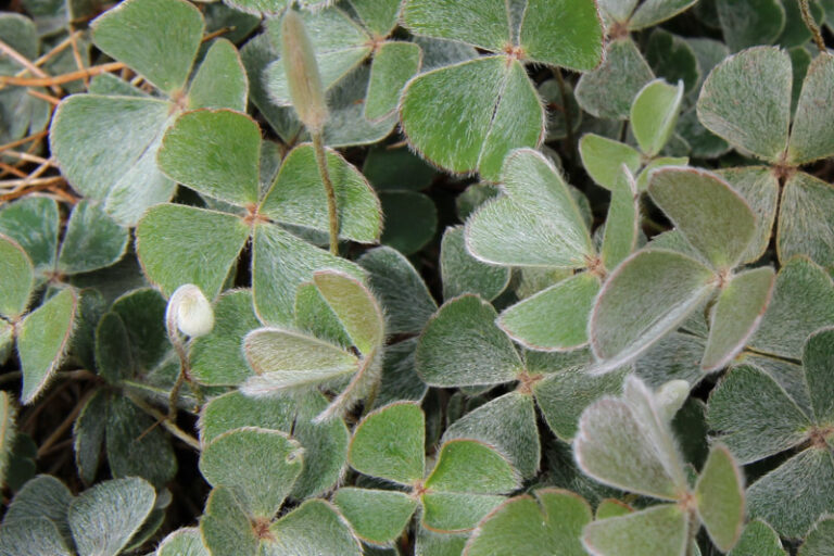Marsillea drummondii – Nardoo - Westgate Biodiversity: Bili Nursery ...