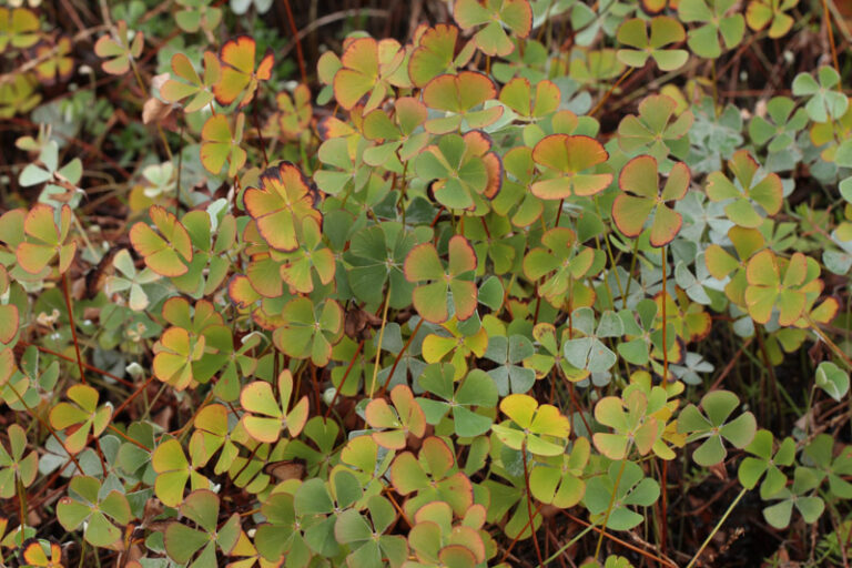 Marsillea drummondii – Nardoo - Westgate Biodiversity: Bili Nursery ...