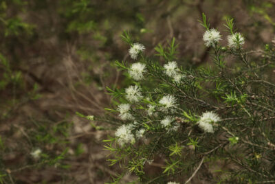 Melaleuca ericifolia – Swamp Paperbark - Westgate Biodiversity: Bili ...
