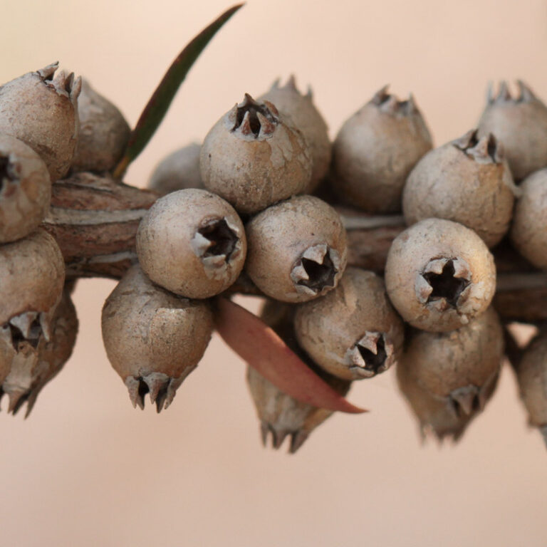 Melaleuca lanceolata – Moonah - Westgate Biodiversity: Bili Nursery ...