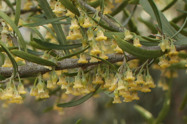 Melicytus dentatus – Tree Violet - Westgate Biodiversity: Bili Nursery ...