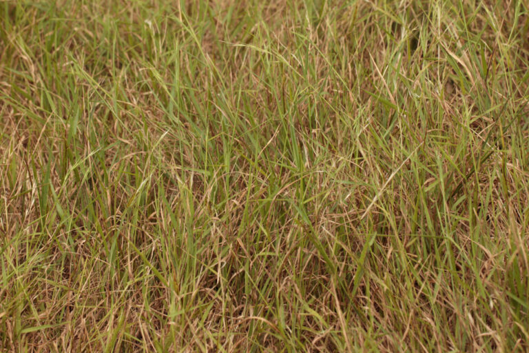 Microlaena stipoides – Weeping Grass - Westgate Biodiversity: Bili ...