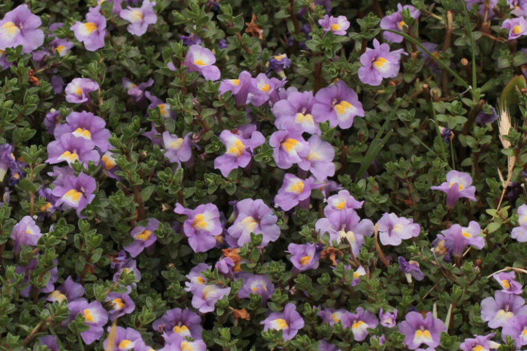 Mimulus repens – Creeping Monkey-flower - Westgate Biodiversity: Bili ...