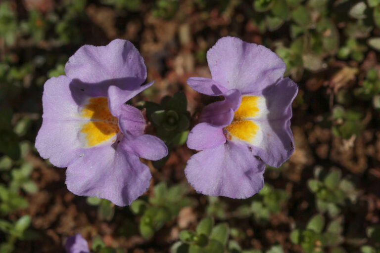 Mimulus repens – Creeping Monkey-flower - Westgate Biodiversity: Bili ...