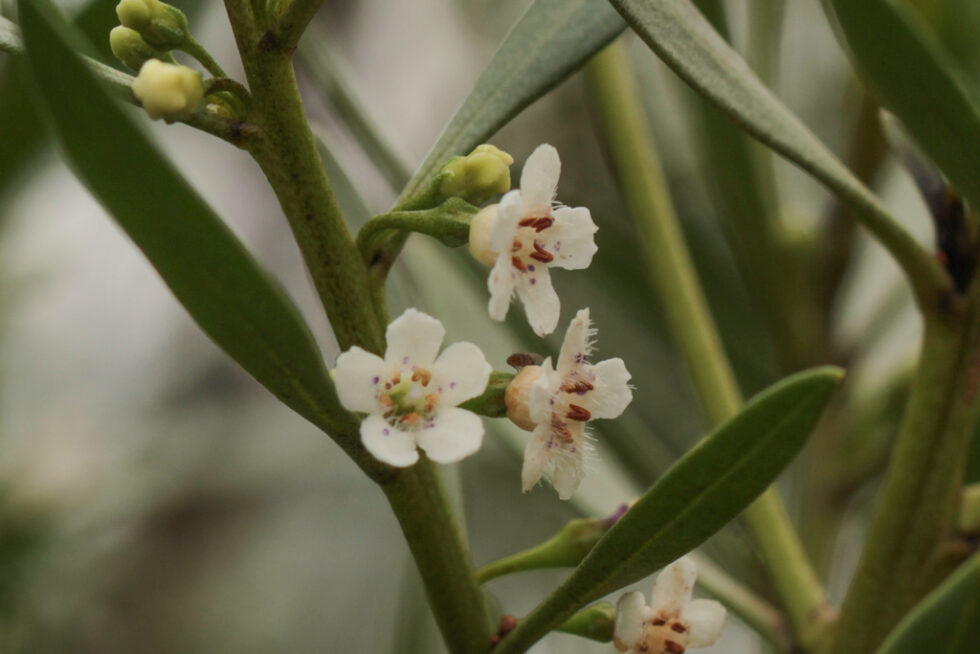 Myoporum insulare – Common Boobialla, Coast Boobialla - Westgate ...