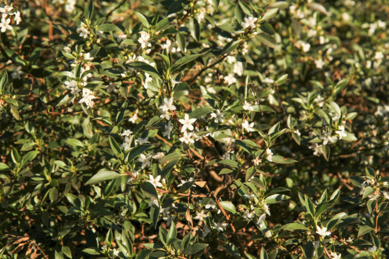 Myoporum petiolatum – Sticky Boobialla - Westgate Biodiversity: Bili ...