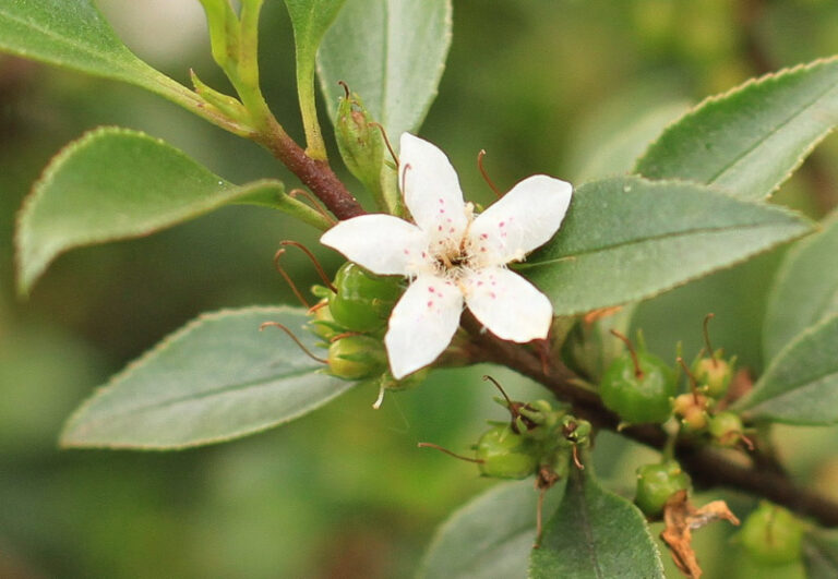 Myoporum petiolatum – Sticky Boobialla - Westgate Biodiversity: Bili ...