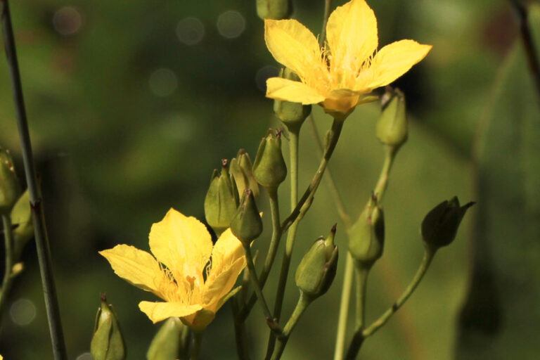 Ornduffia reniformis – Running Marsh Flower - Westgate Biodiversity ...
