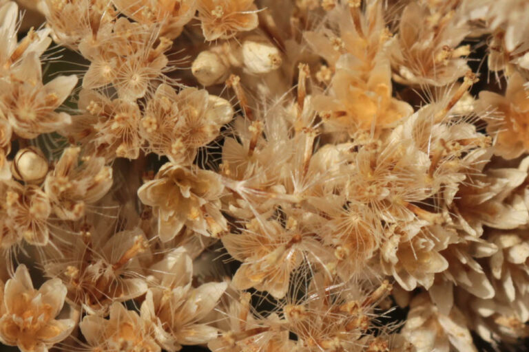 Ozothamnus ferrugineus – Tree Everlasting - Westgate Biodiversity: Bili ...