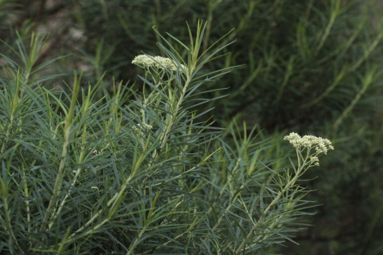 Ozothamnus ferrugineus – Tree Everlasting - Westgate Biodiversity: Bili ...
