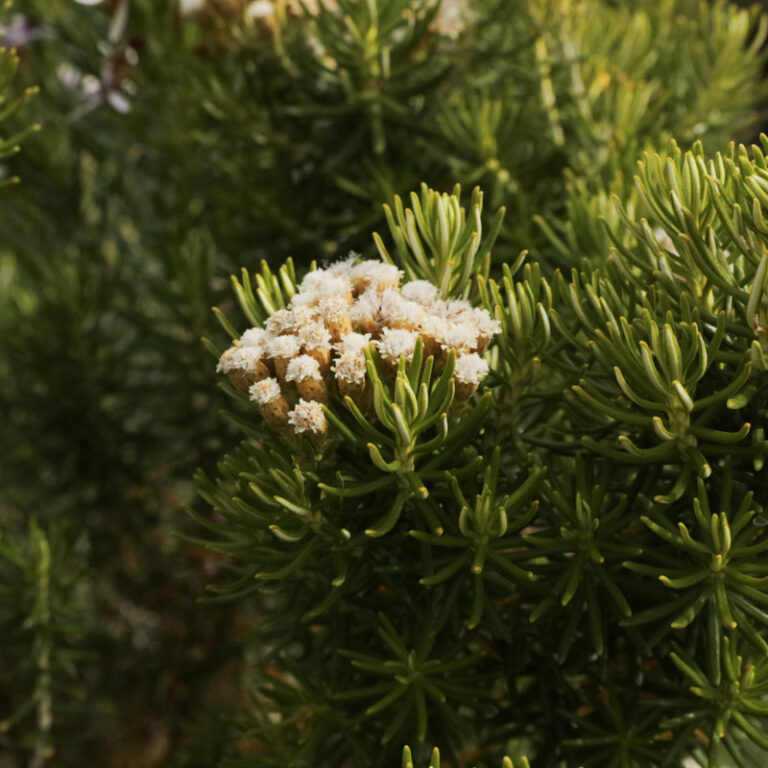 Ozothamnus turbinatus – Coast Everlasting - Westgate Biodiversity: Bili ...