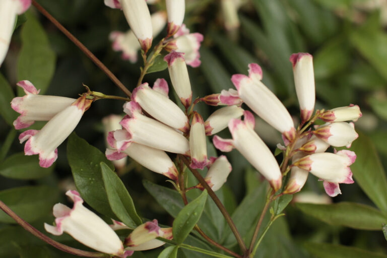 Pandorea pandorana ssp pandorana – Wonga Vine - Westgate Biodiversity ...