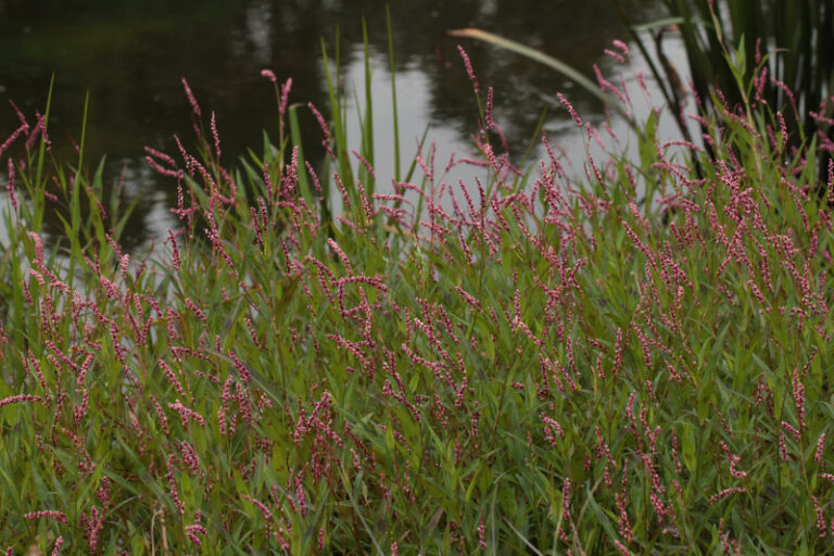 Persicaria decipiens – Slender Knotweed - Westgate Biodiversity: Bili ...