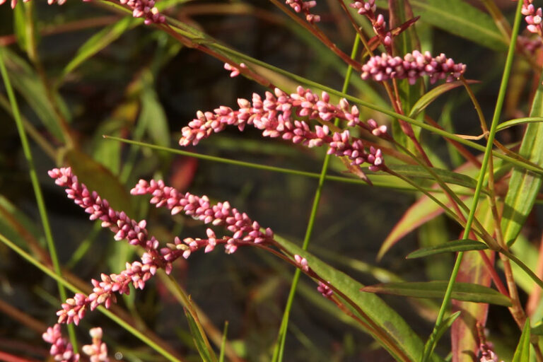 Persicaria decipiens – Slender Knotweed - Westgate Biodiversity: Bili ...