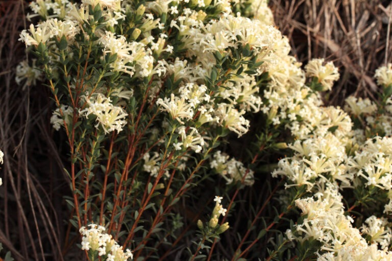 Pimelea glauca – Smooth Rice-flower - Westgate Biodiversity: Bili ...