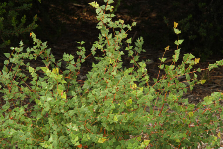Platylobian obtusangulum – Common Flat-pea - Westgate Biodiversity ...