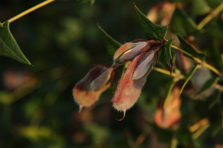 Platylobian obtusangulum – Common Flat-pea - Westgate Biodiversity ...