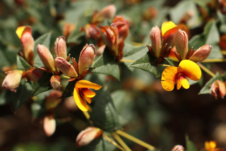 Platylobian obtusangulum – Common Flat-pea - Westgate Biodiversity ...