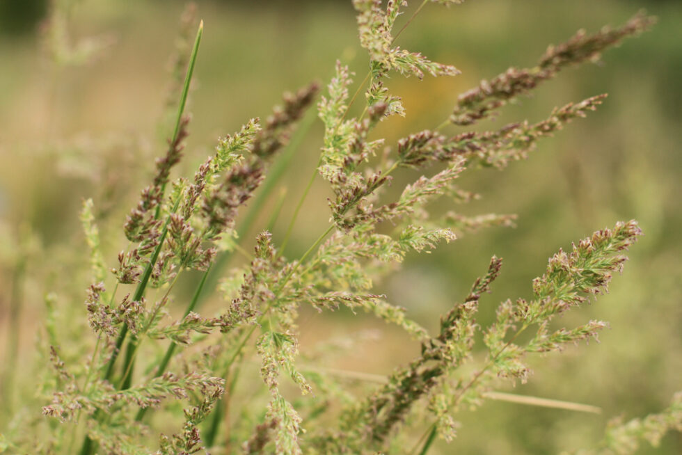 Poa poiformis – Coast or Blue Tussock Grass - Westgate Biodiversity ...