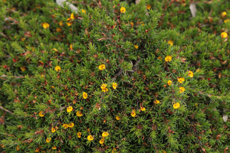 Pultenae tenuifolia – Slender Bush-pea - Westgate Biodiversity: Bili ...