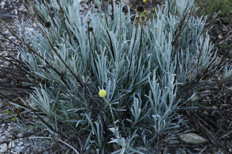 Pycnosorus chrysanthes – Golden Billy Buttons - Westgate Biodiversity ...