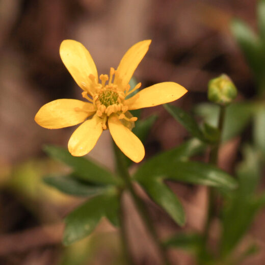 Ranunculus papulentus – Large River Buttercup - Westgate Biodiversity ...