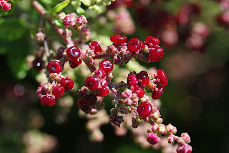 Rhagodia candolleana – Seaberry Saltbush - Westgate Biodiversity: Bili ...
