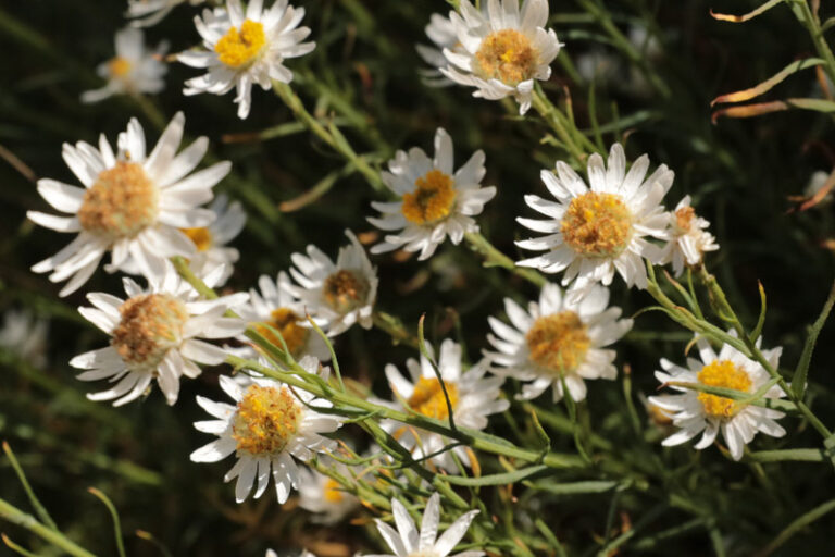 Rodanthe anthemoides – Chamomile Sunray - Westgate Biodiversity: Bili Nursery & Landcare