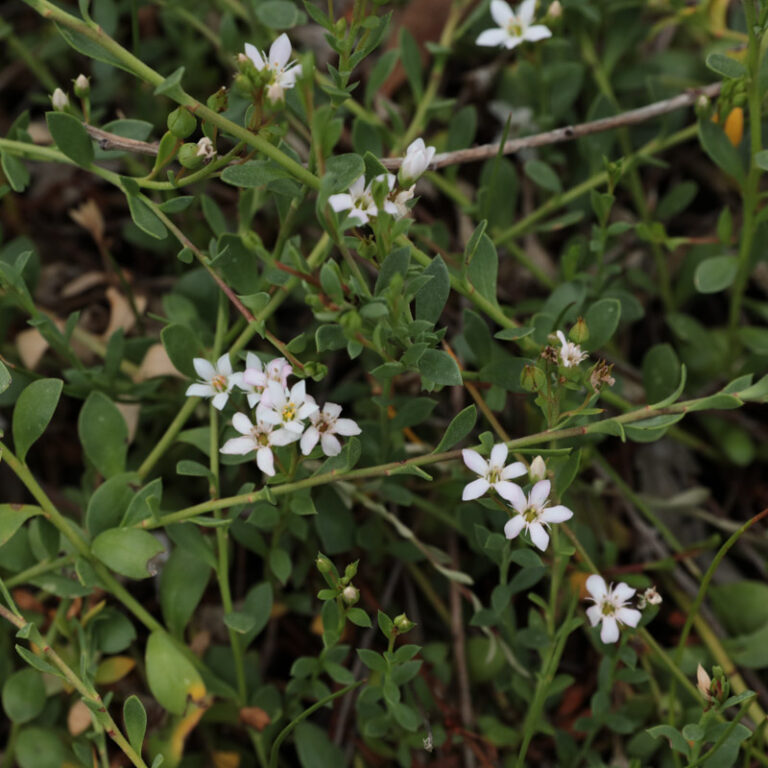 Samolus repens – Creeping Brookweed - Westgate Biodiversity: Bili ...