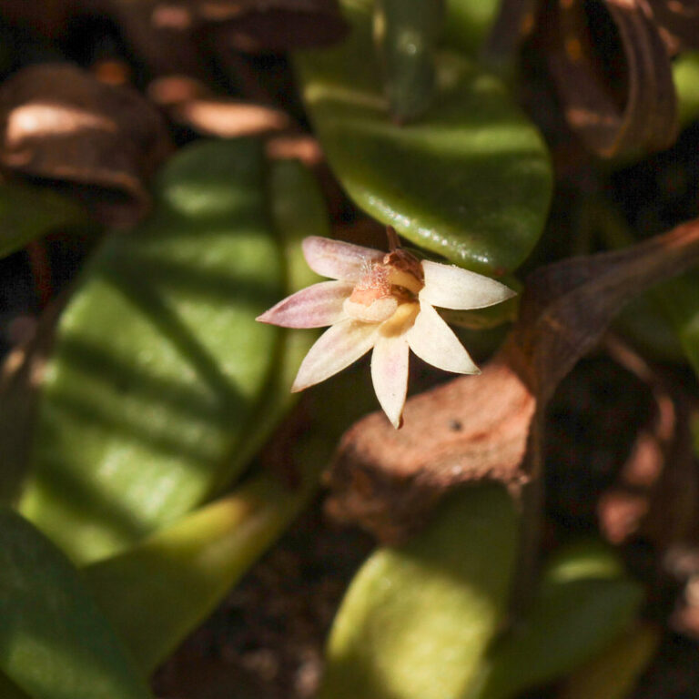 Selliera radicans – Swamp Weed - Westgate Biodiversity: Bili Nursery ...